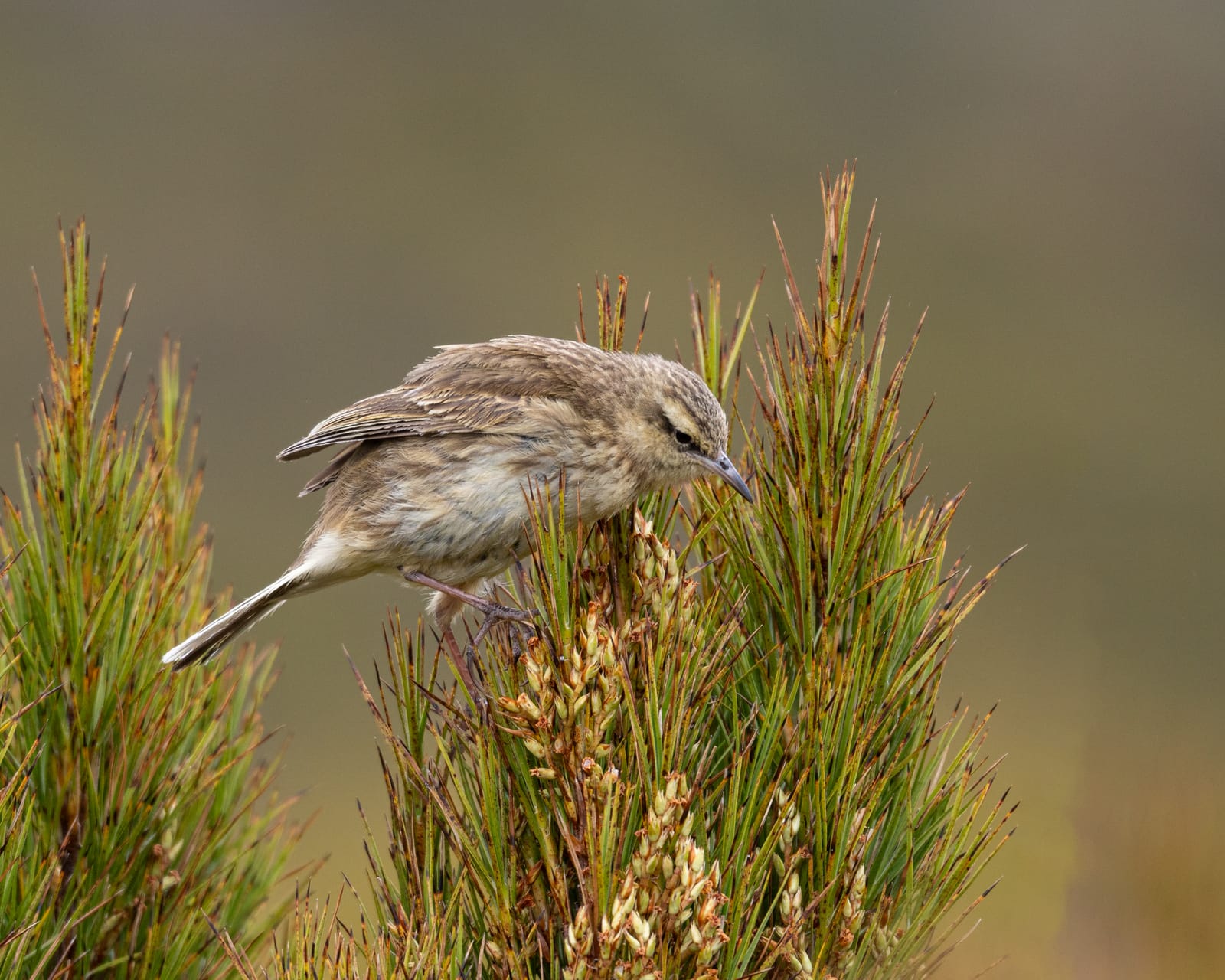 Discovering Campbell Island